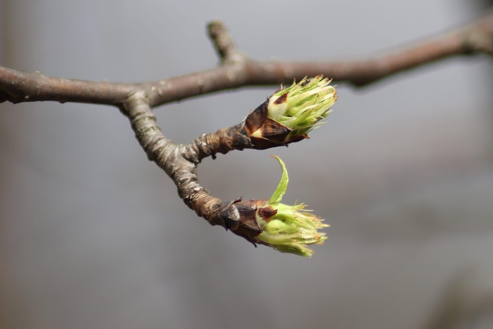 Branch No One Sheet - Free photo on Pixabay - Pixabay