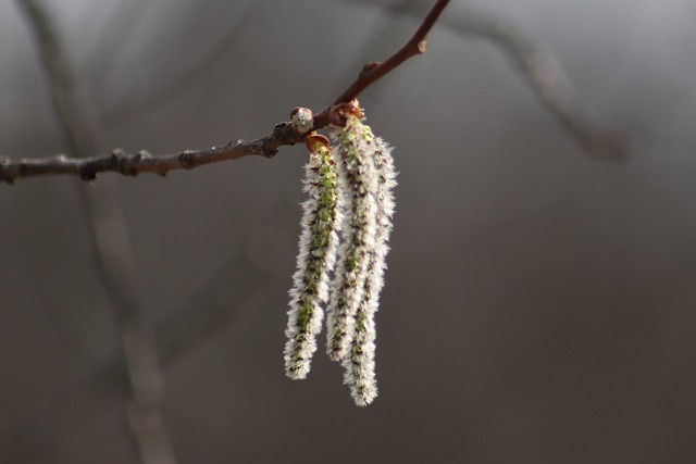Frost Die Natur Zweig - Kostenloses Foto auf Pixabay