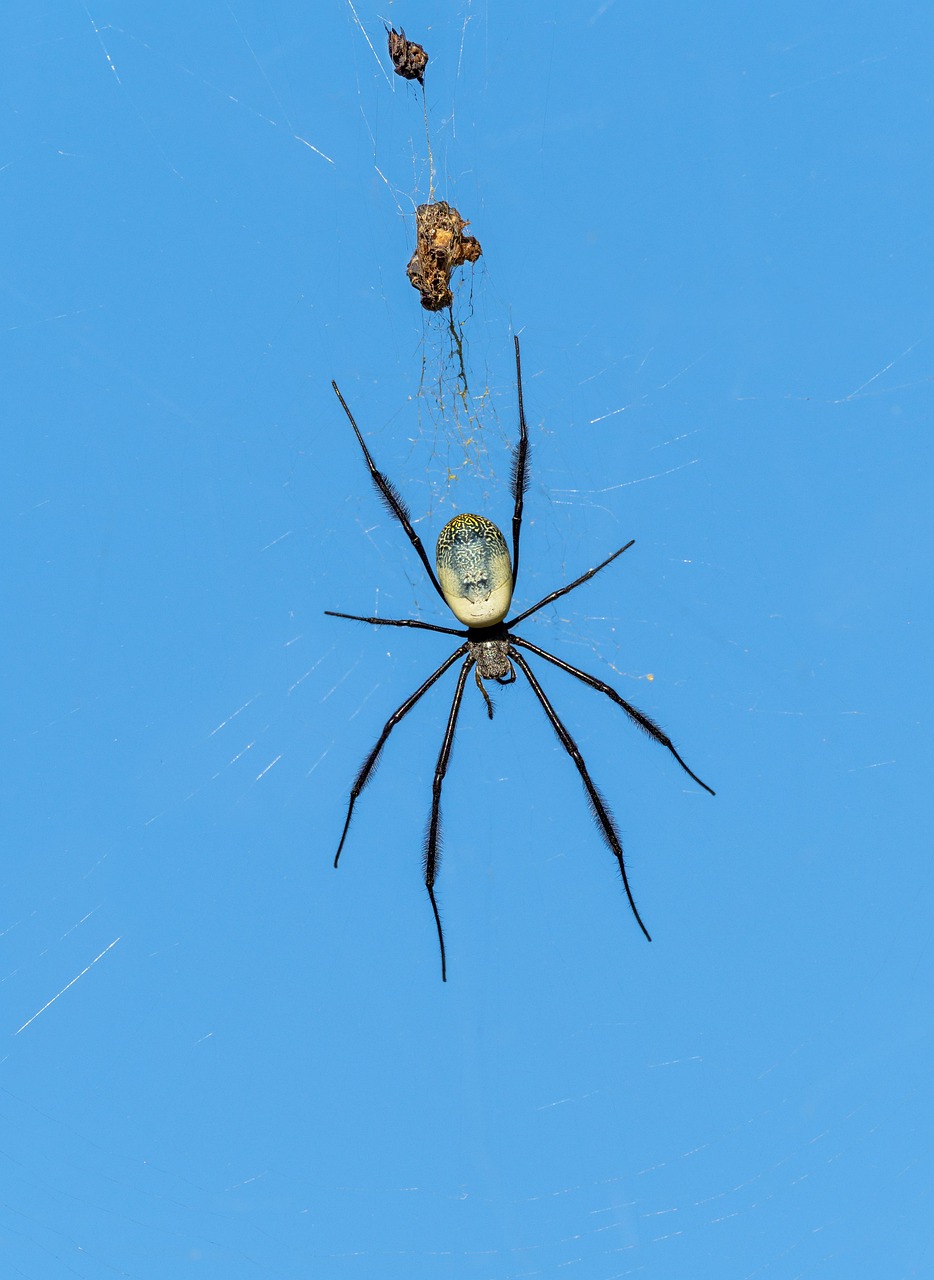 Nephila Fenestrata Spider Spinne - Kostenloses Foto auf Pixabay - Pixabay