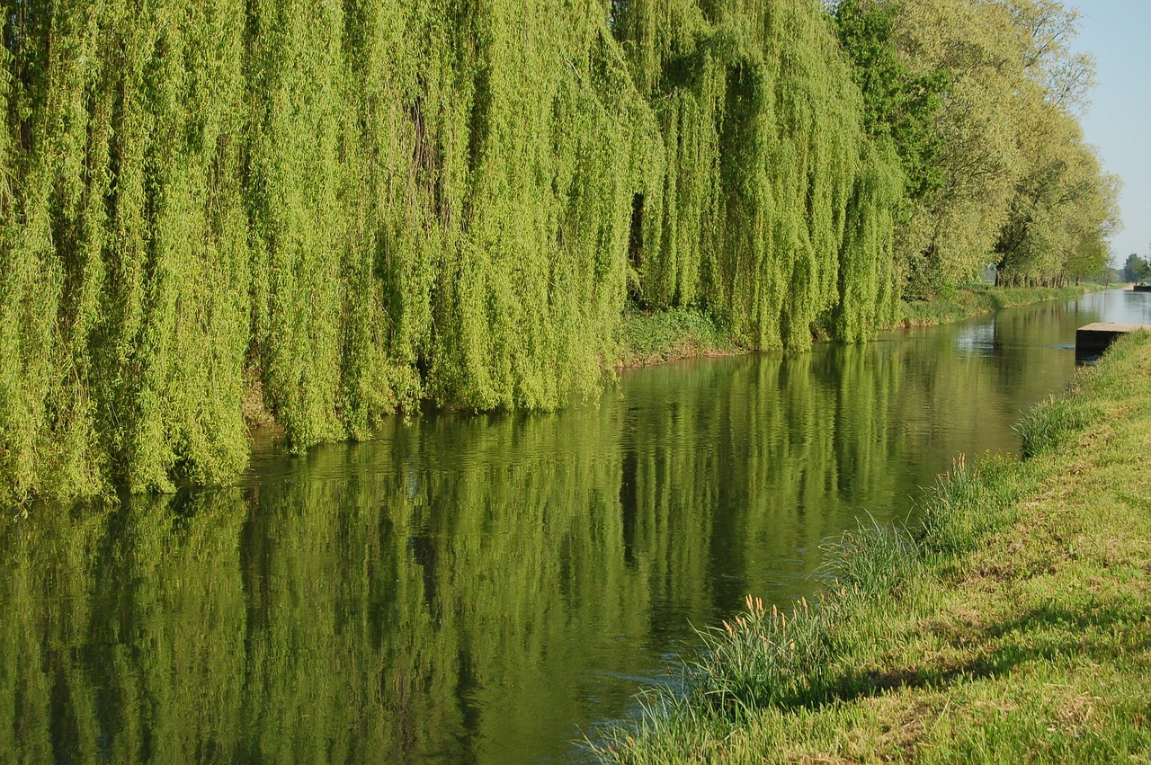Plus de 2 000 images de Saule Pleureur et de Nature - Pixabay