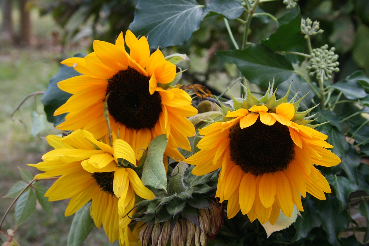 Plant Flower Nature - Free photo on Pixabay