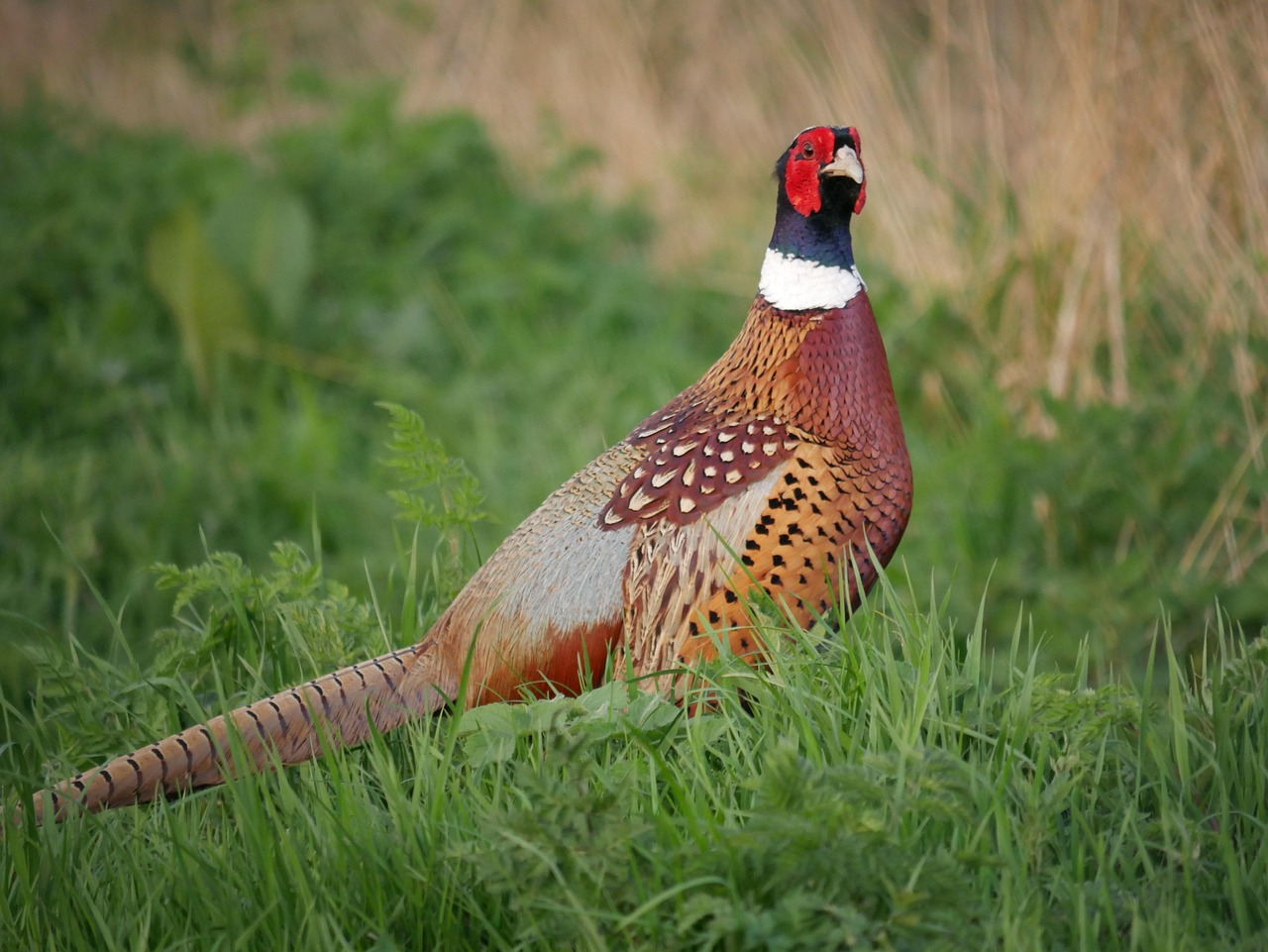 Plus de 600 images de Faisan et de Oiseau - Pixabay
