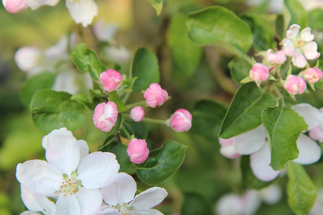 Flowers Of Apple Tree - Free photo on Pixabay - Pixabay