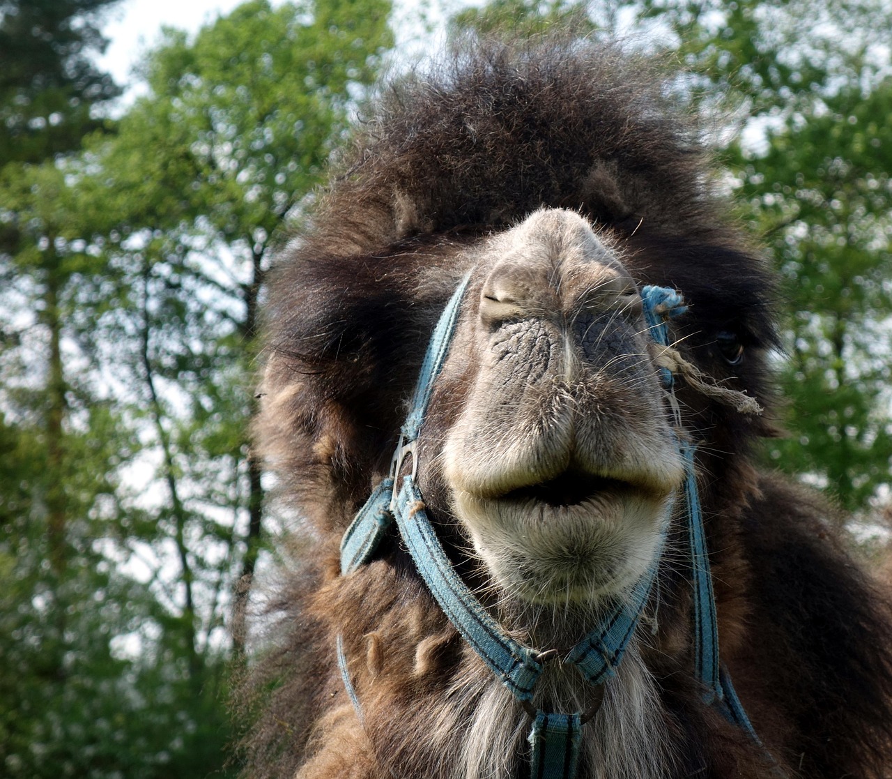 Mammifère Chameau Animal Animaux - Photo gratuite sur Pixabay - Pixabay