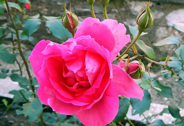 Bunga Rose Tanaman - Foto gratis di Pixabay - Pixabay