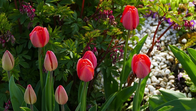 Alam Bunga Tulip Musim - Foto gratis di Pixabay - Pixabay