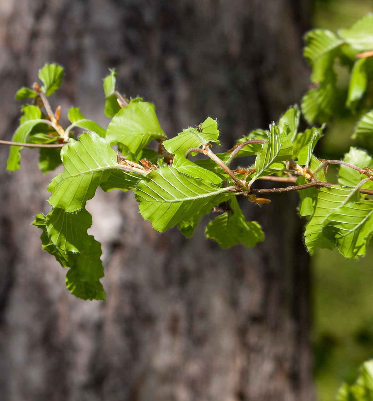 Zweig Laub Baum - Kostenloses Foto auf Pixabay - Pixabay