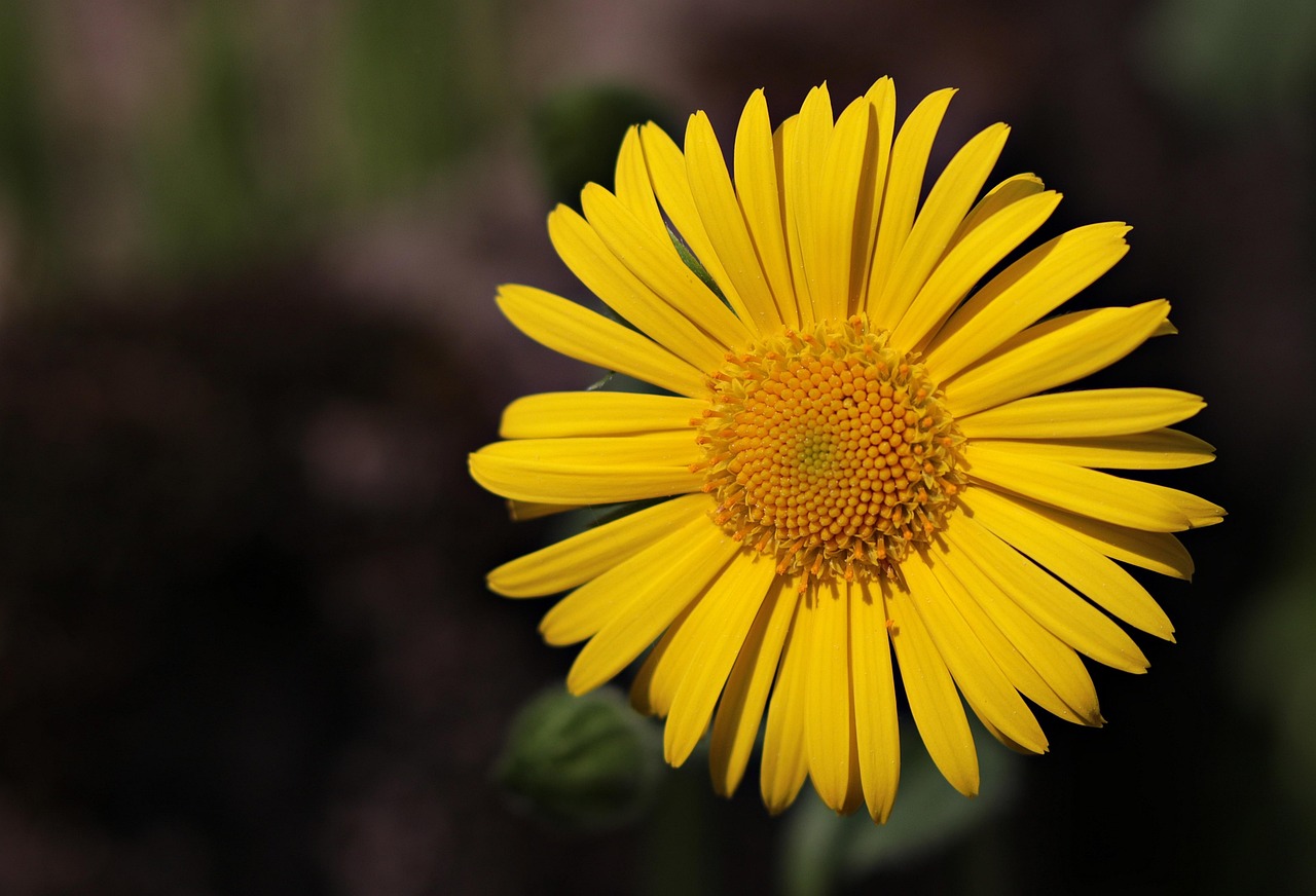 Marguerite Flower Argyranthemum - Free photo on Pixabay - Pixabay