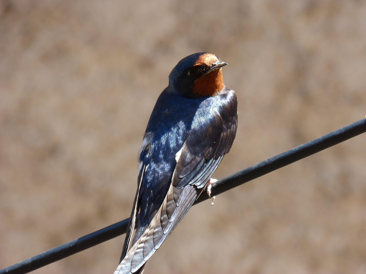 Golondrina Hirundo Rustica Oreneta - Foto gratis en Pixabay - Pixabay