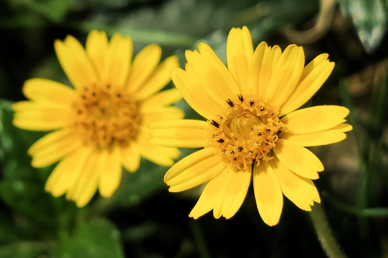 Wedelia Nature Flower - Free photo on Pixabay