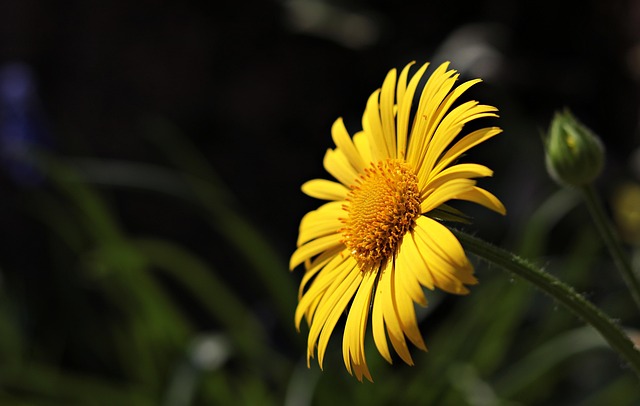 Marguerite Fleur Argyranthemum · Photo gratuite sur Pixabay