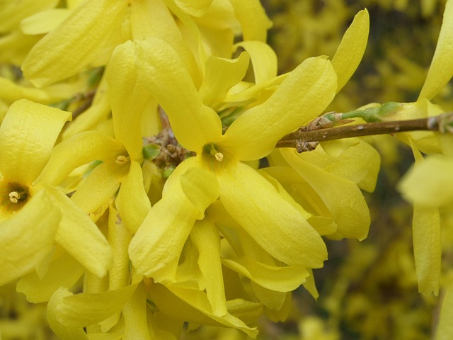 Forsythia Golden Lilac Gold Bells - Free photo on Pixabay