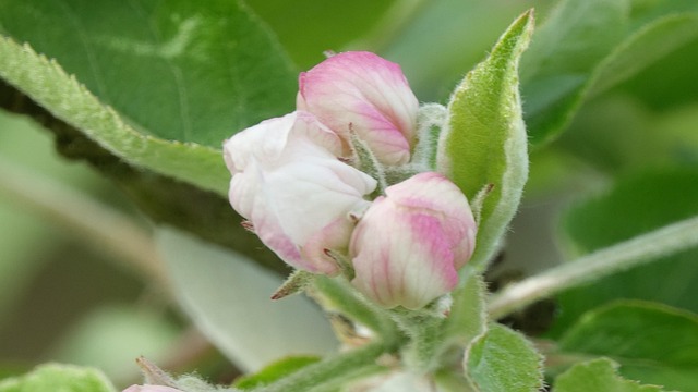 Natur Blad Blomma - Gratis foto på Pixabay - Pixabay