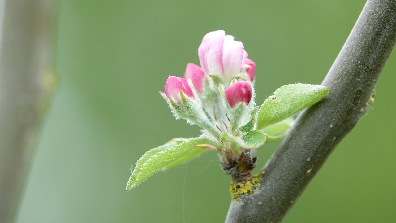 Nature Feuille Fleur - Photo gratuite sur Pixabay - Pixabay