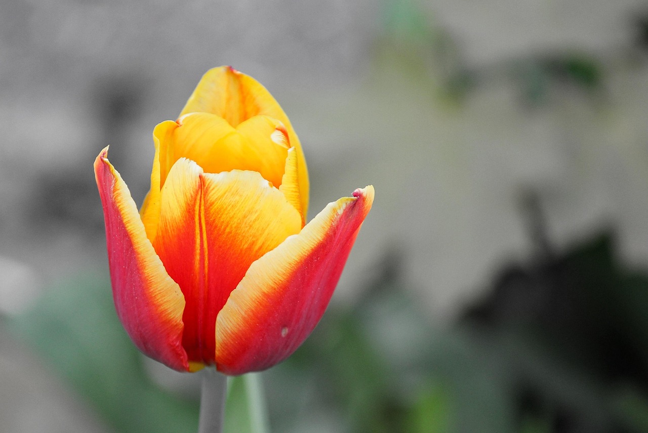 Tulip Half Closed Blossom - Free photo on Pixabay