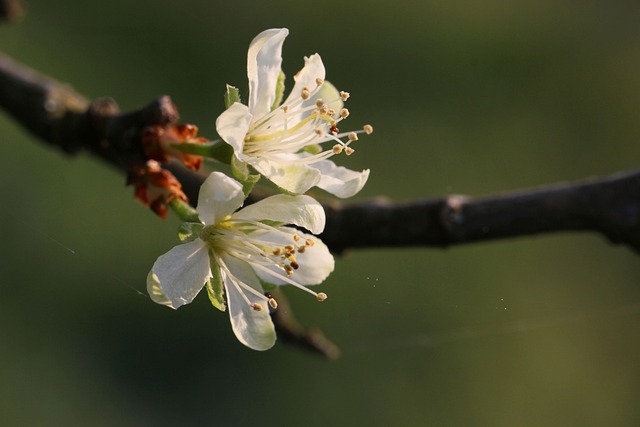 Blossoms Close Up Branch - Free photo on Pixabay