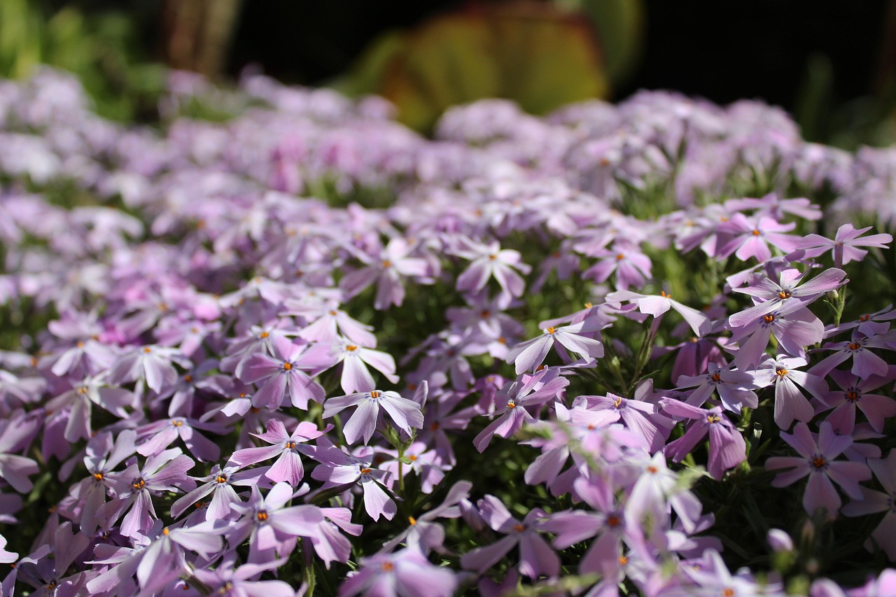Fleur Plante Jardin - Photo gratuite sur Pixabay