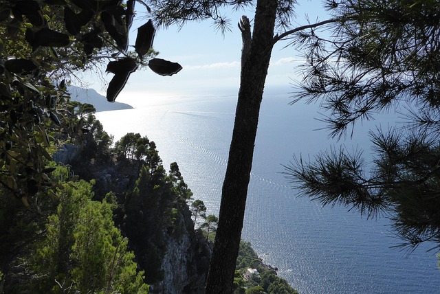 Mallorca Strom Příroda - Fotografie zdarma na Pixabay - Pixabay