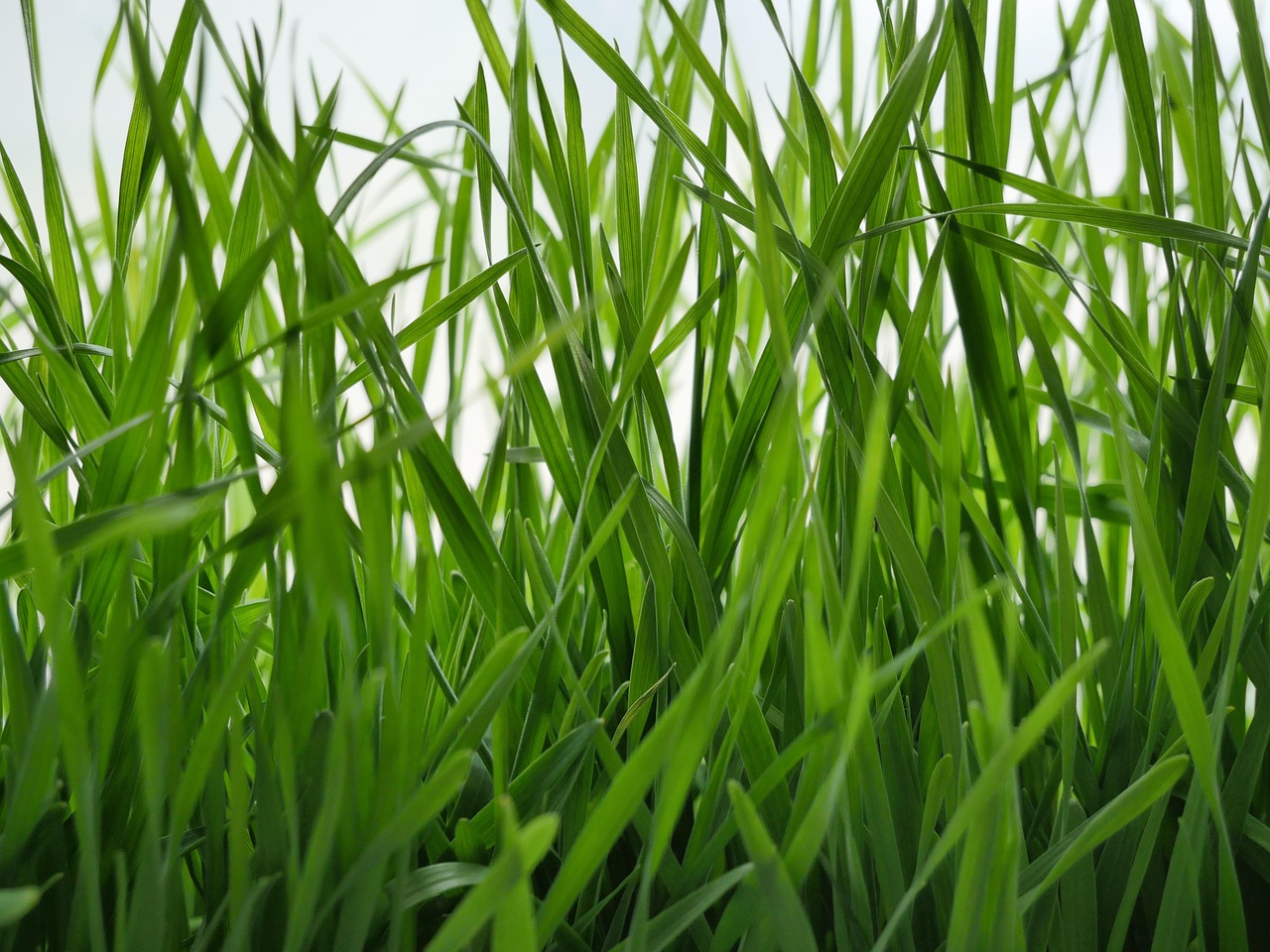 La Nature Herbe Bois - Photo gratuite sur Pixabay - Pixabay
