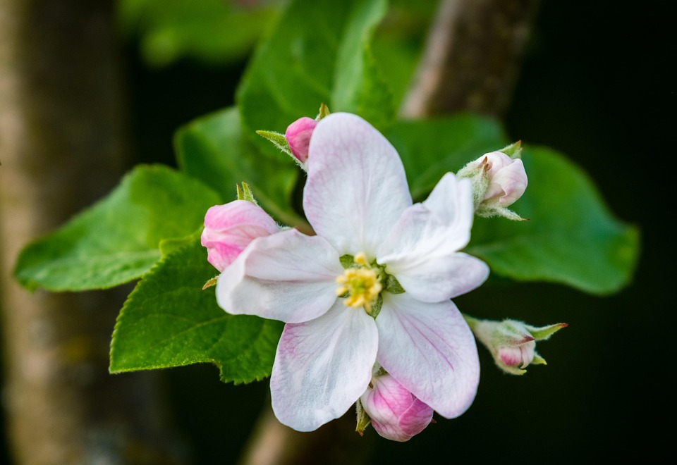 Blume Natur Pflanze - Kostenloses Foto auf Pixabay