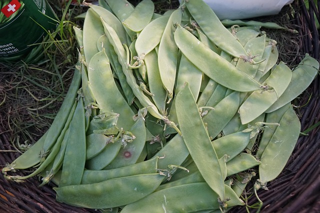 Beans Plant Food - Free photo on Pixabay