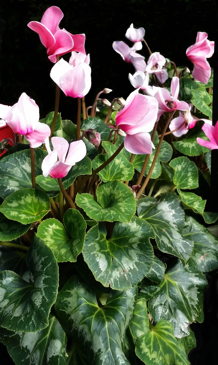 Cyclamen Plante En Pot Nature - Photo gratuite sur Pixabay - Pixabay