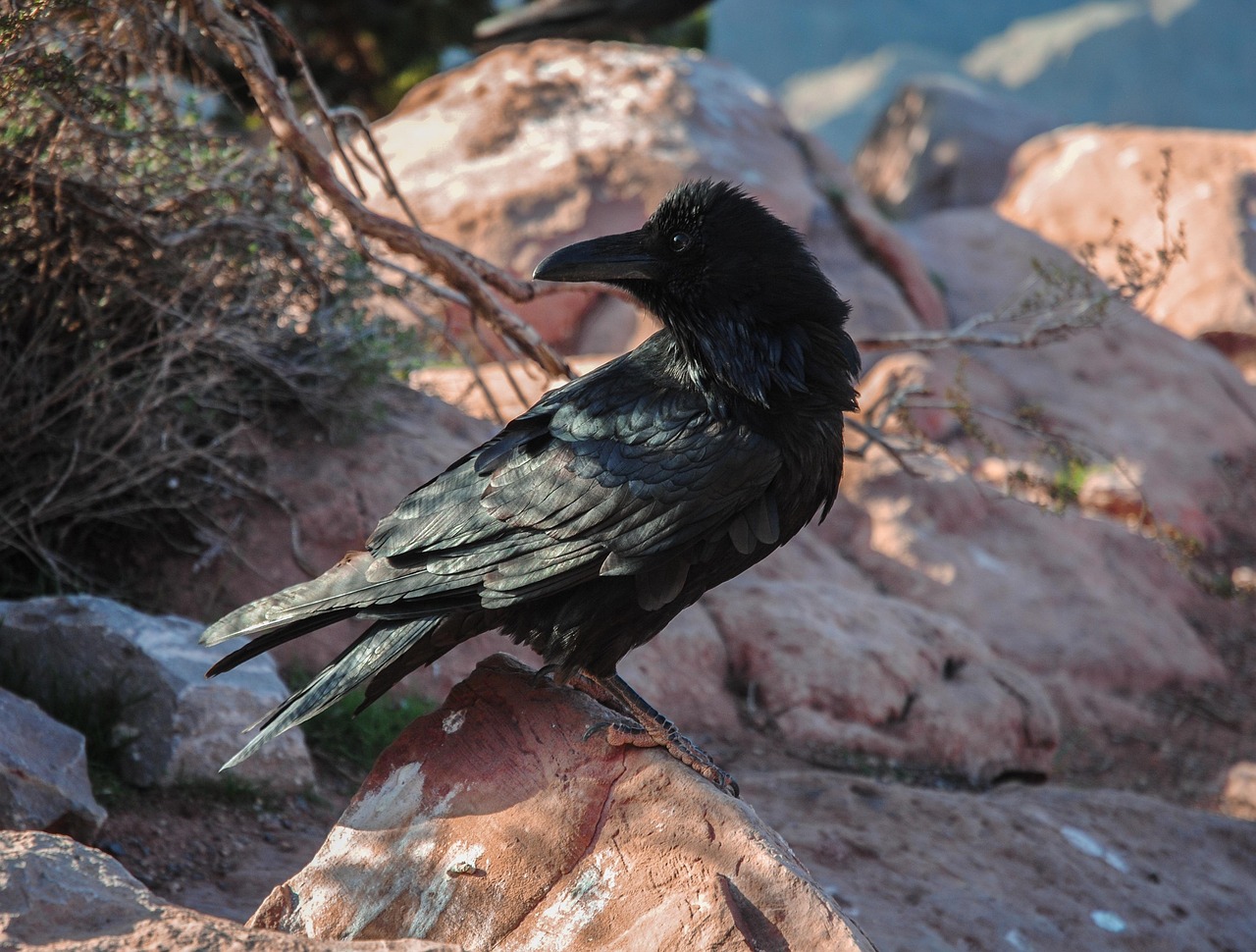 La Nature Des Oiseaux Faune À - Photo gratuite sur Pixabay - Pixabay