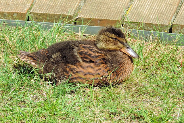 Ducklings Feather Beak - Free photo on Pixabay