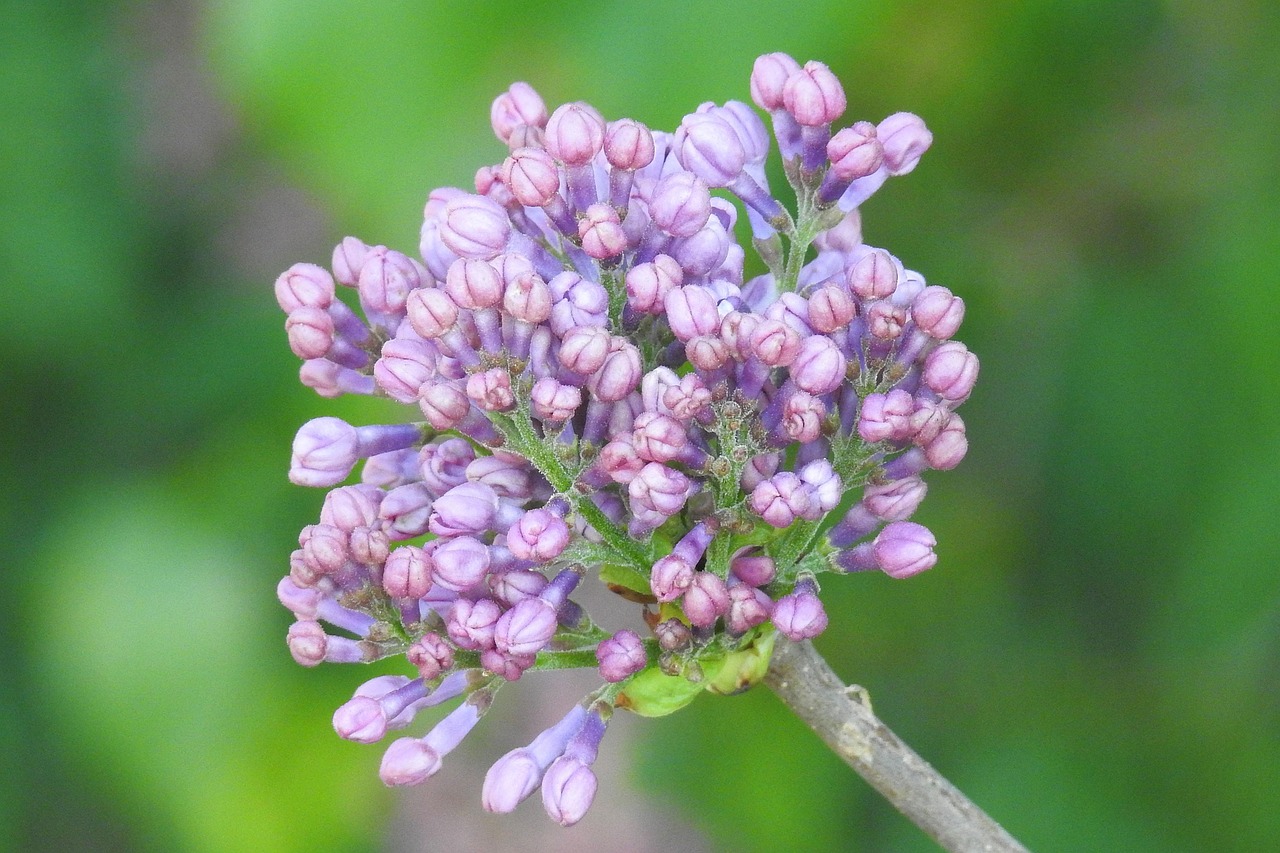 Lilac Flower Nature - Free photo on Pixabay