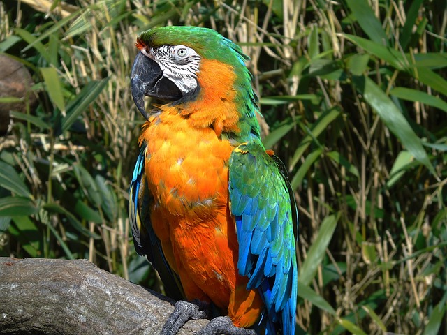 Oiseau Nature Faune - Photo gratuite sur Pixabay - Pixabay