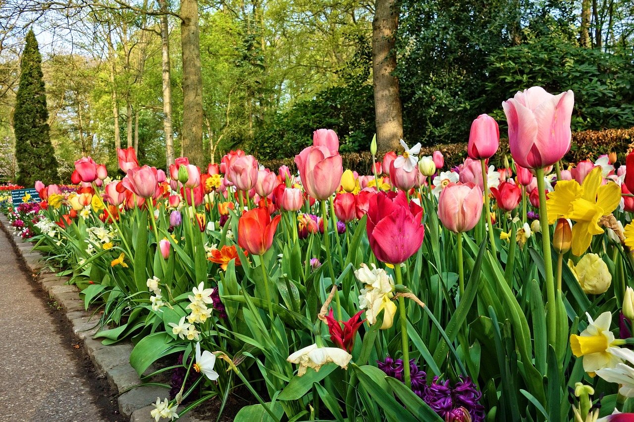 Plus de 300 images de Bordure Fleurs et de Cadre - Pixabay