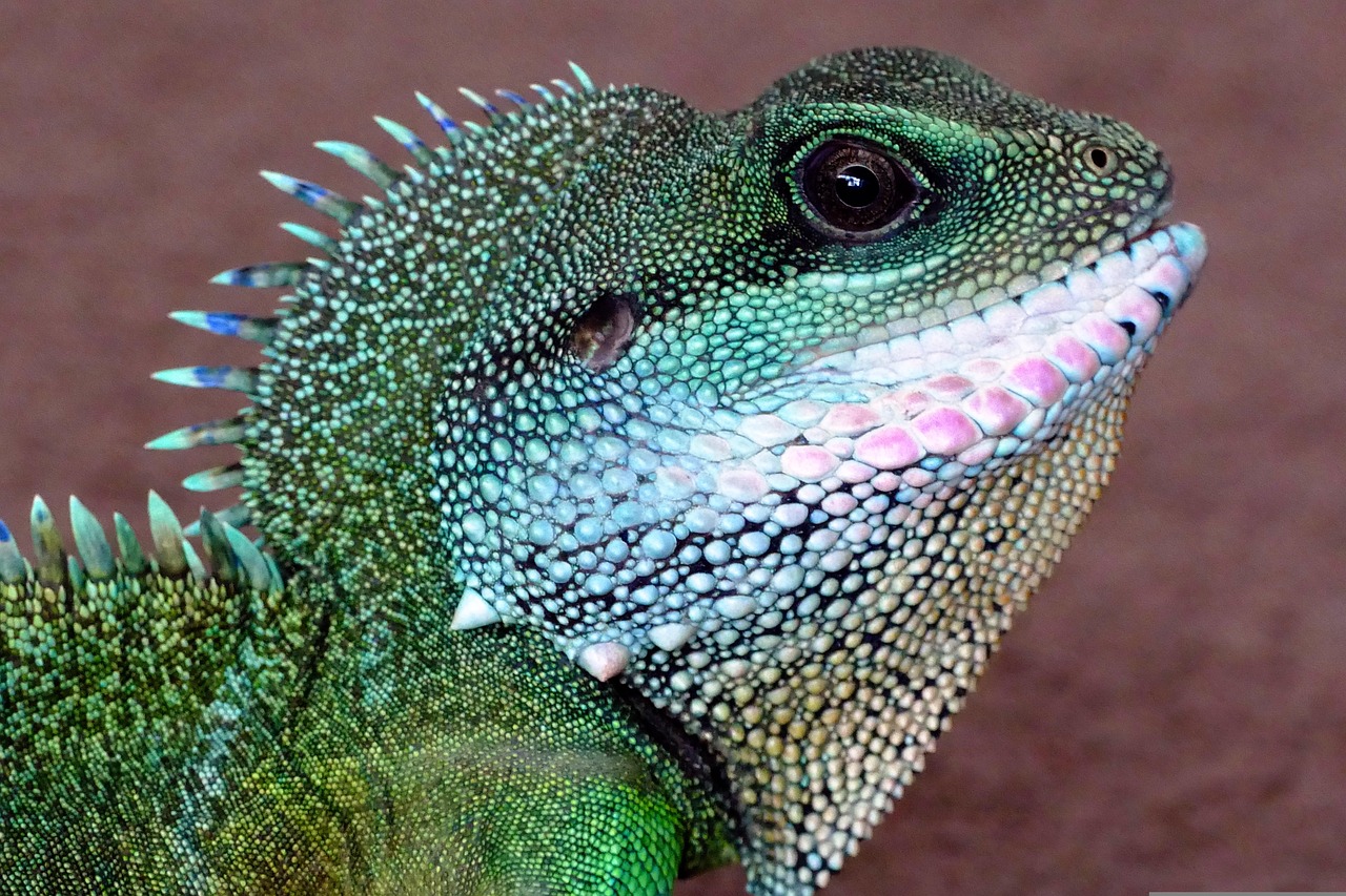 Dragon Chinese Water Nature - Free photo on Pixabay - Pixabay