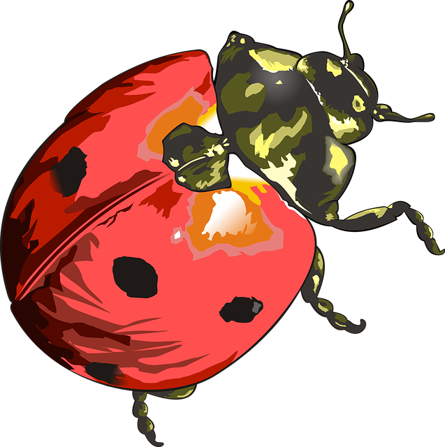 Viac ako 30 bezplatných obrázkov na témy Ladybug Drawing a Lienka - Pixabay