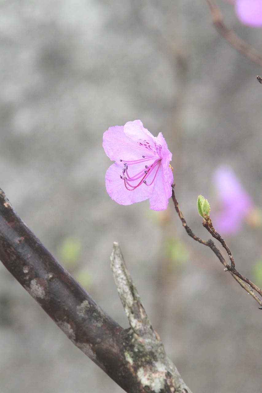 Nature En Plein Air Fleur - Photo gratuite sur Pixabay - Pixabay