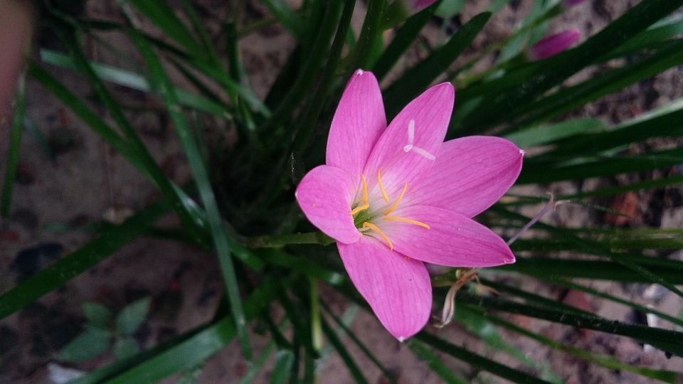 Nature Flore Fleur - Photo gratuite sur Pixabay - Pixabay