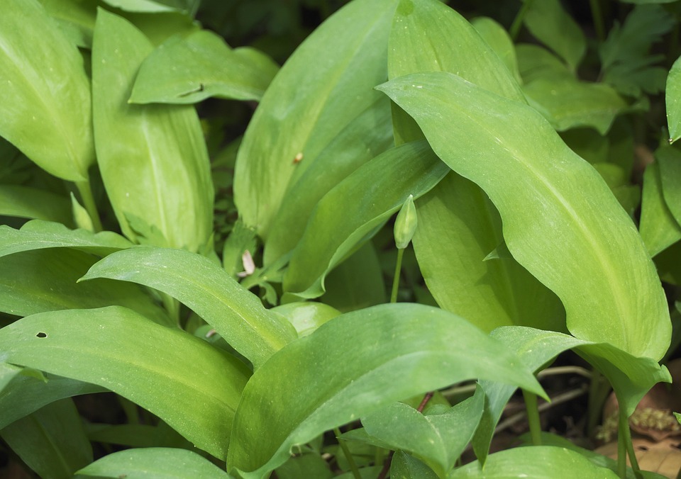 Wild Garlic Leaves Plant - Free photo on Pixabay - Pixabay