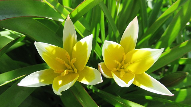 Fleurs Jaunes Nature Flore - Photo gratuite sur Pixabay - Pixabay