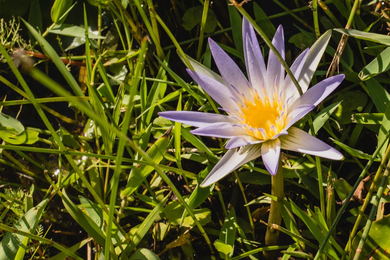 Más de 200 imágenes gratis de Paraguay y Naturaleza - Pixabay