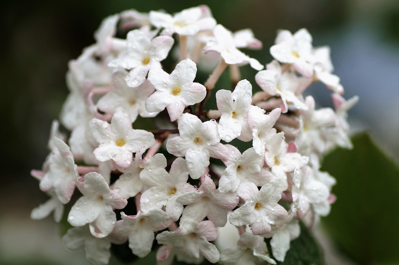 Viburnum Merah Jambu Berbunga - Foto gratis di Pixabay - Pixabay