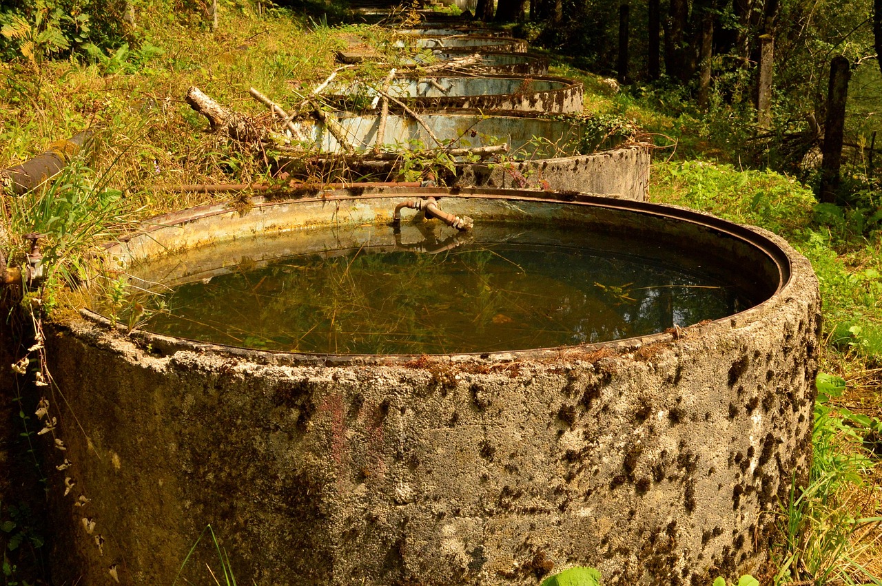 Wasser Wassertank Wasserpflanze - Kostenloses Foto auf Pixabay - Pixabay