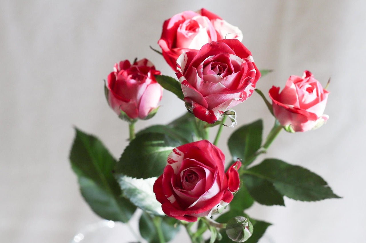 Rose Flor Pétalo - Foto gratis en Pixabay - Pixabay