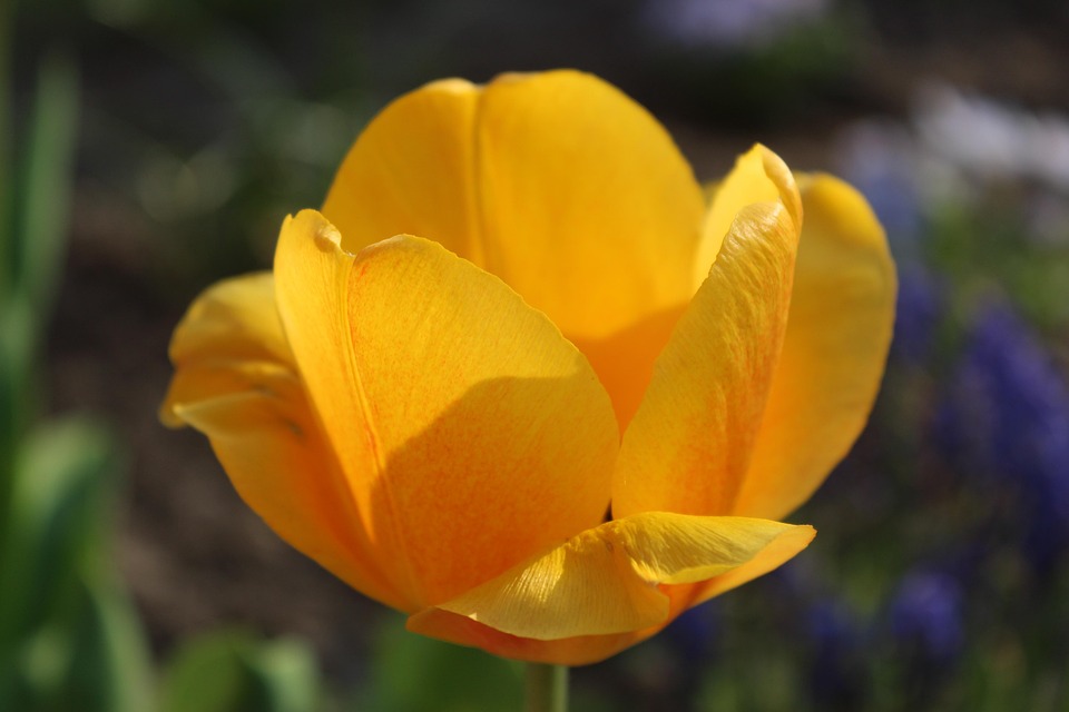 Tulip Yellow Close Up - Free photo on Pixabay