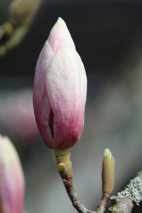 Magnolia Fleur Arbre La - Photo gratuite sur Pixabay - Pixabay