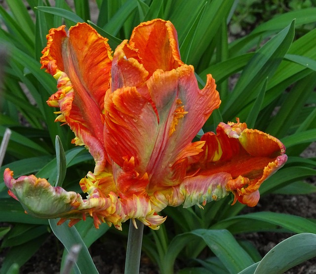 Tulip Parrot Orange - Free photo on Pixabay - Pixabay