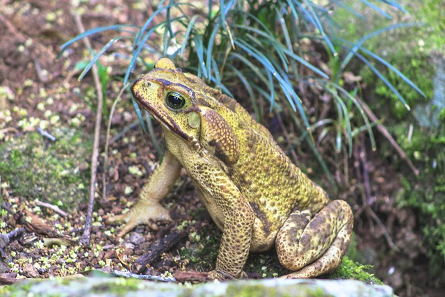 Rana Naturaleza Vida Silvestre - Foto gratis en Pixabay