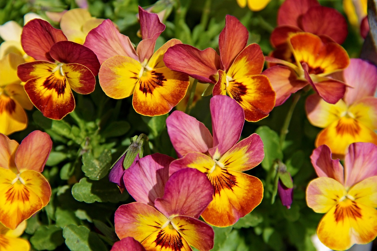 Pansy Violet Plant - Free photo on Pixabay - Pixabay