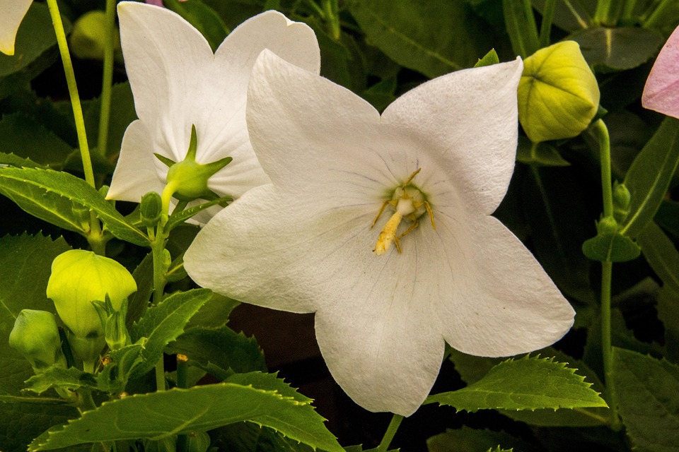 Fleur Blanche Pétunia La Nature - Photo gratuite sur Pixabay - Pixabay