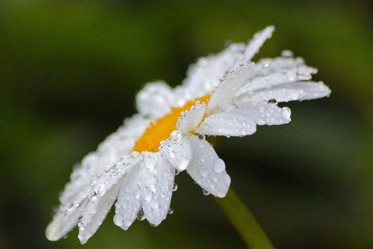 Nature Fleur Flore En Plein - Photo gratuite sur Pixabay - Pixabay
