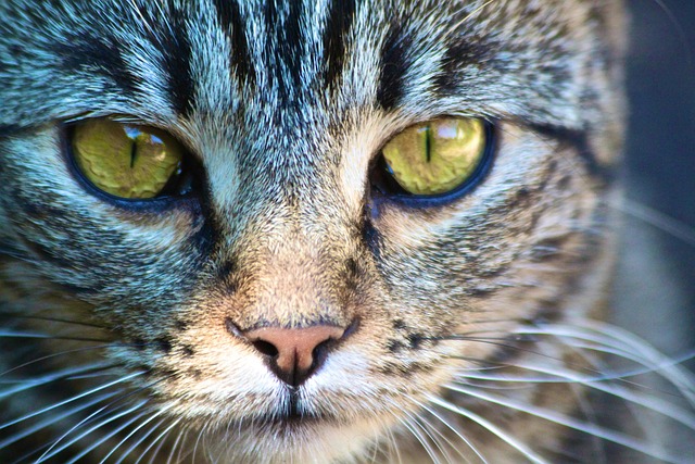 Potret Satwa Kucing - Foto gratis di Pixabay - Pixabay