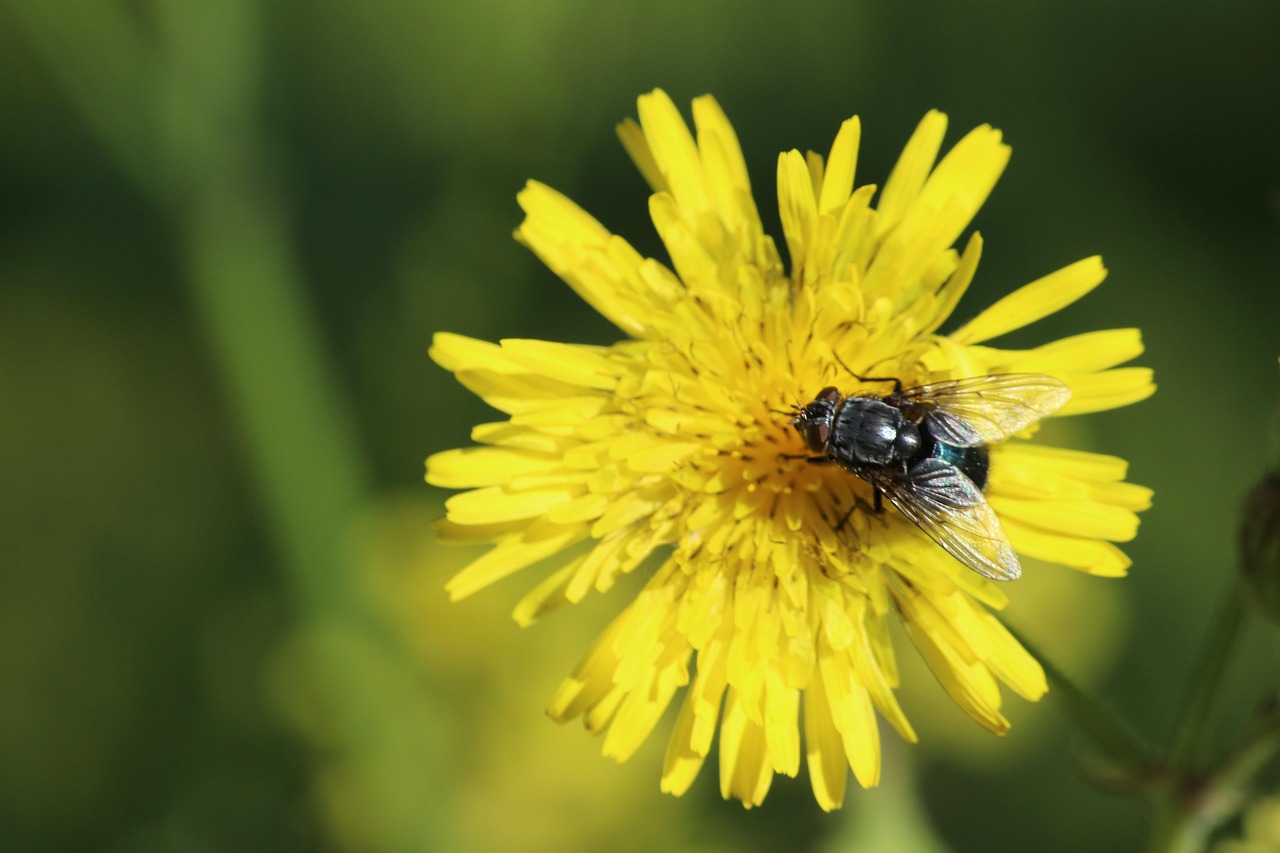 La Nature Fleur Herbe - Photo gratuite sur Pixabay - Pixabay